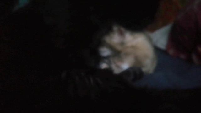 КУЗЯ И МУСЯ video_2025-03-24_07-05-50