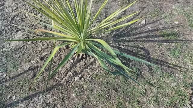 Начало весенних работ. Краснодарский край. Посадка юкки.