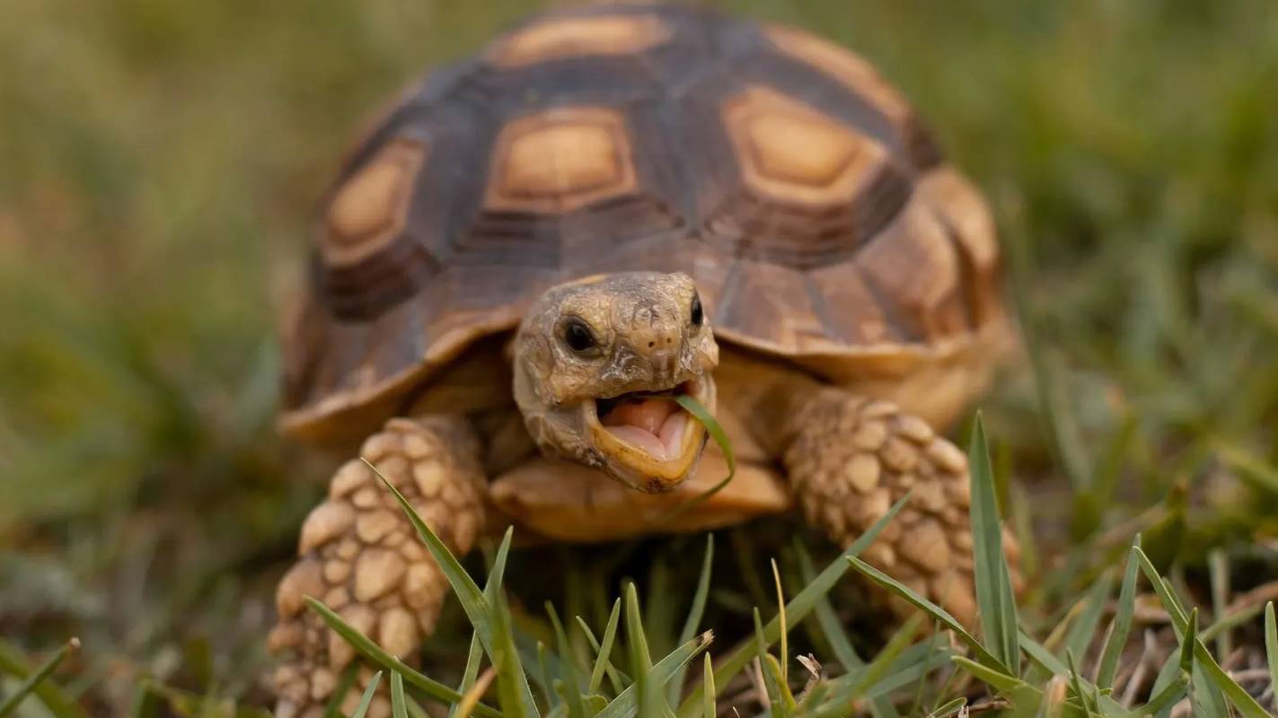 Сухопутные Черепахи | Аудиокнига