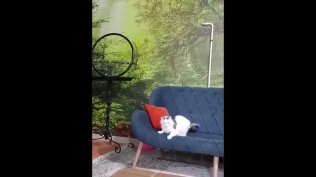 Коты и птицы (uu)