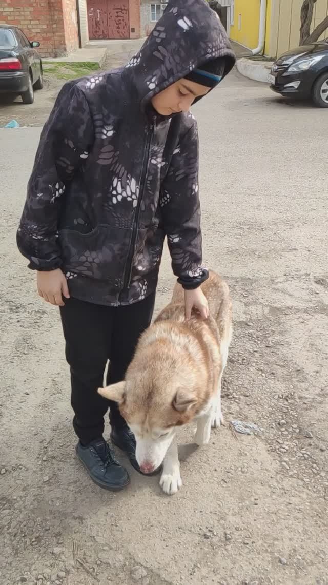 Красивая Хаски потерялась. Канал Тутси - диеты и путешествия.