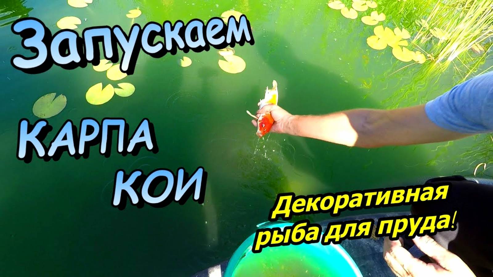 Запускаем Карпа Кои / Декоративная цветная рыба в пруду разного размера (июль 2020)