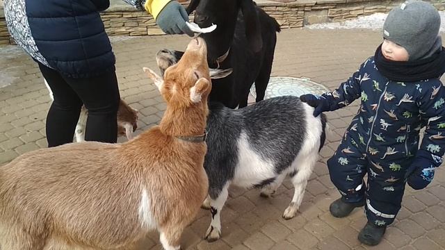 Козочек угощают капустой!