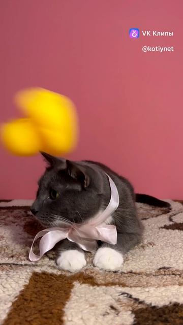 Если бы котики ходили в школу - новенький