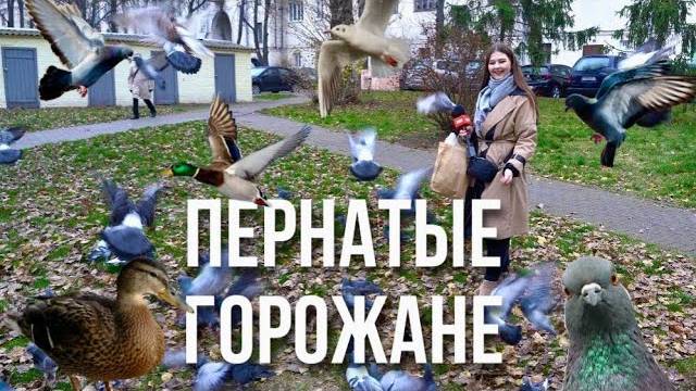 Утки чайки голуби