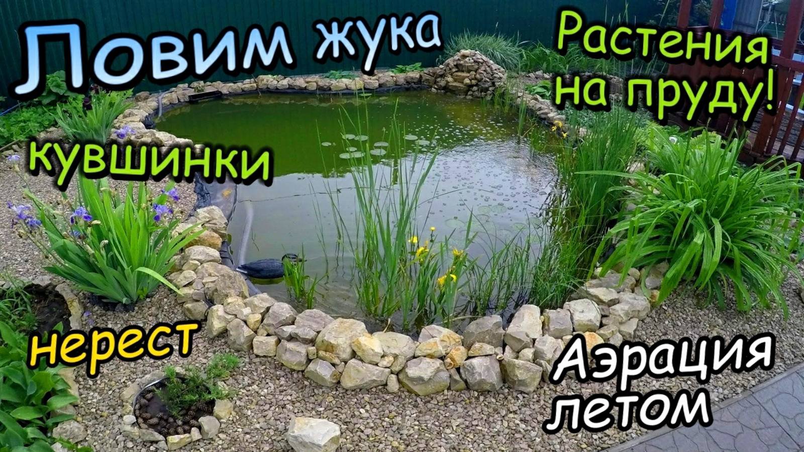 Ловим Жука плавунца \ Нерест \ Листья кувшинки кубышек \ Растения на пруду \ Аэрация летом(Май 2020)