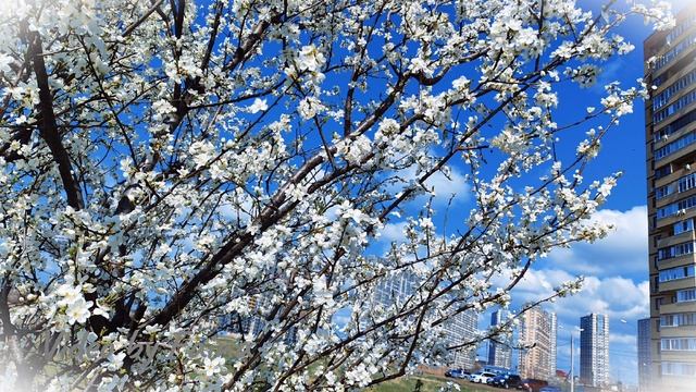 Зорька алая. Песни прошлого столетия