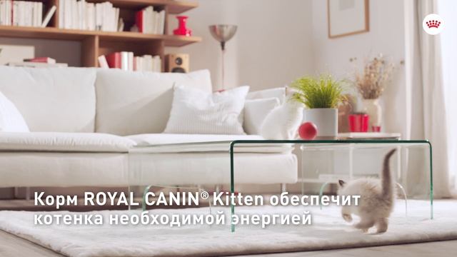 Видеоурок. Анатомия крокеты корма