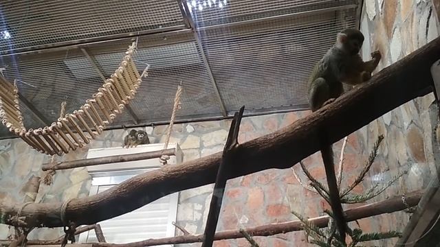 Маленький обезьяний ребёнок!