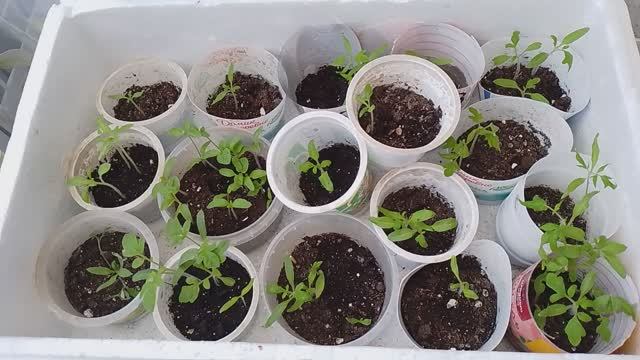 После болезни.