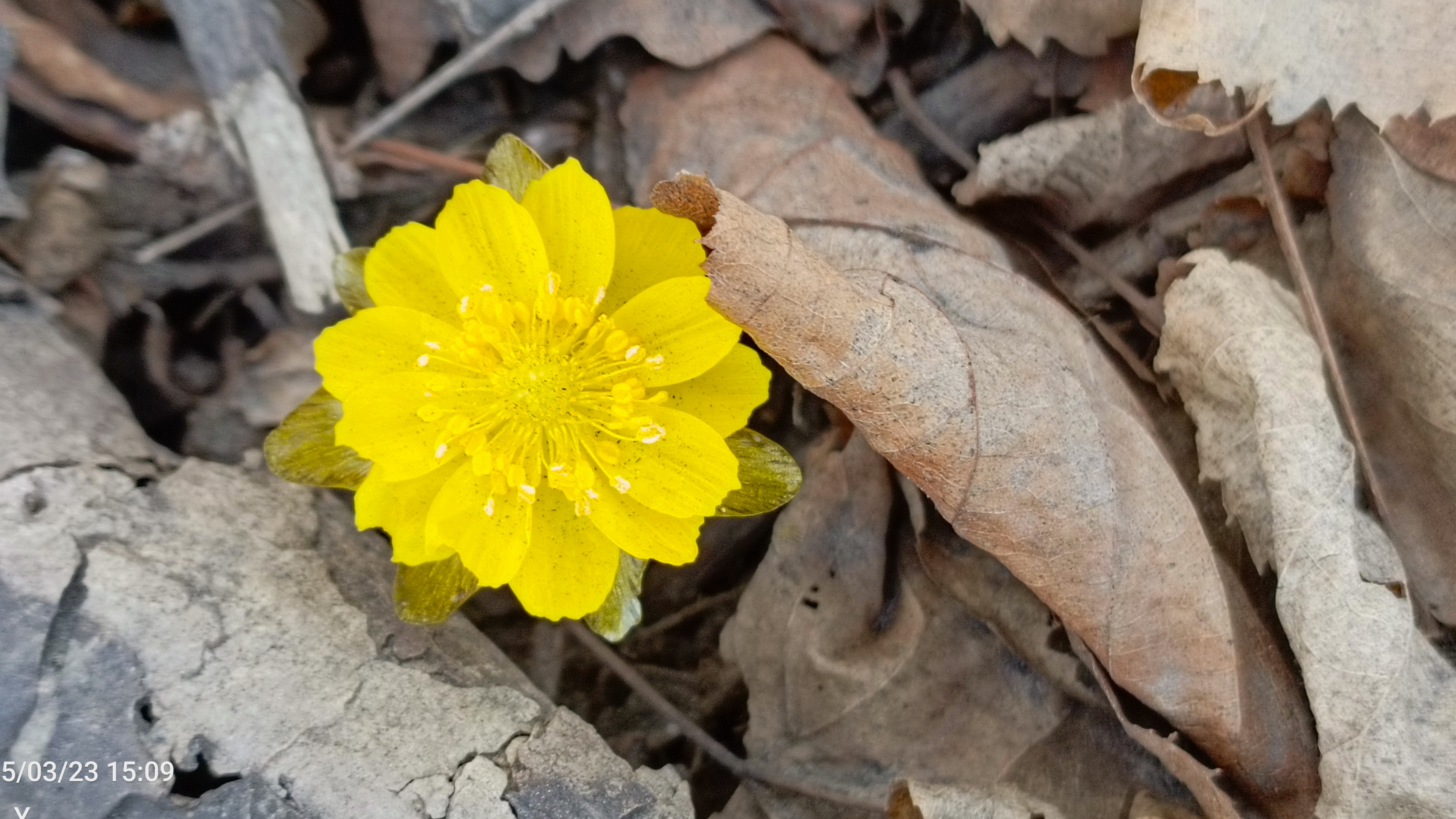 Прогулка в лес, подснежники поискать