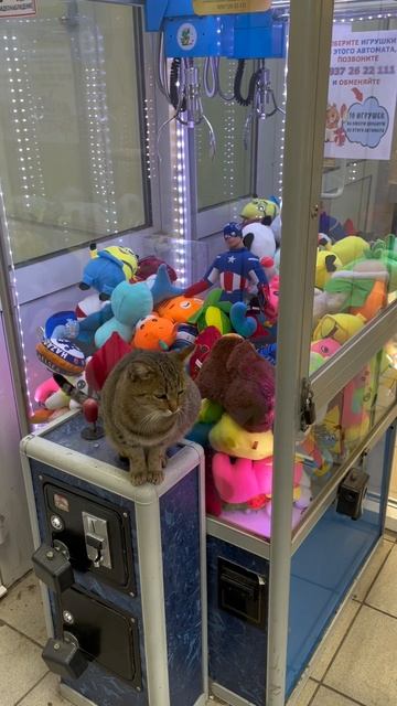 Я же лучше чем игрушка!Возьми меня к себе!