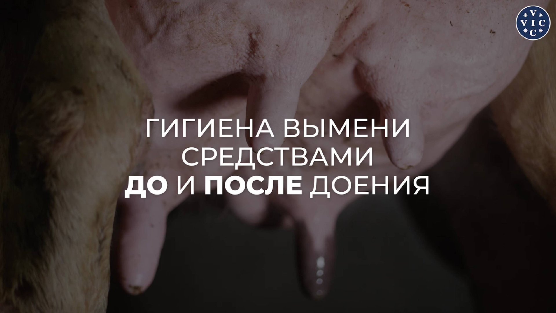 ЛАКТИК  - линейка для гигиены вымени