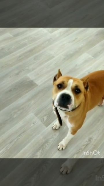 56 Десять собачьих заповедей