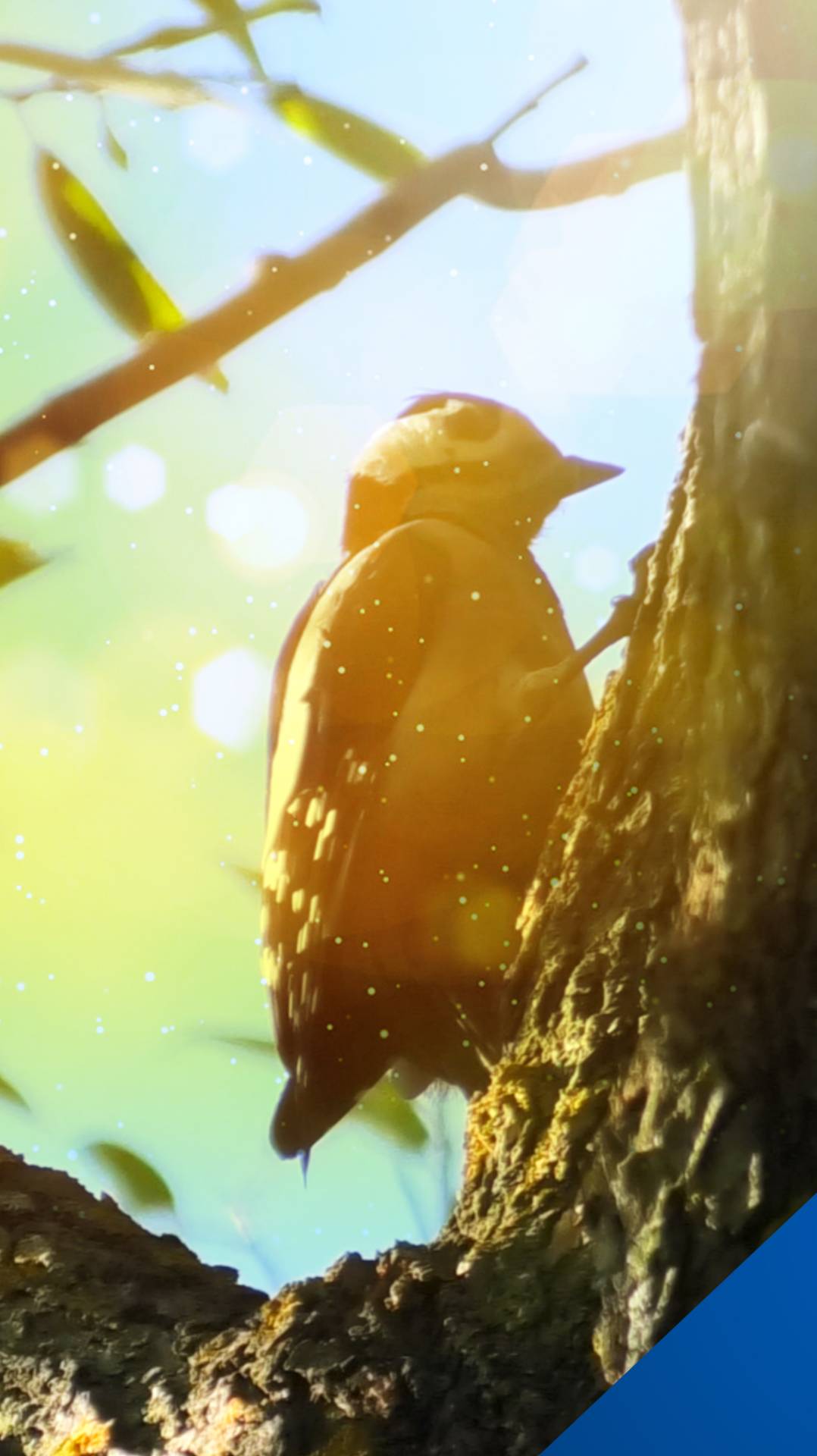 Дятел долбит / На рыбалке