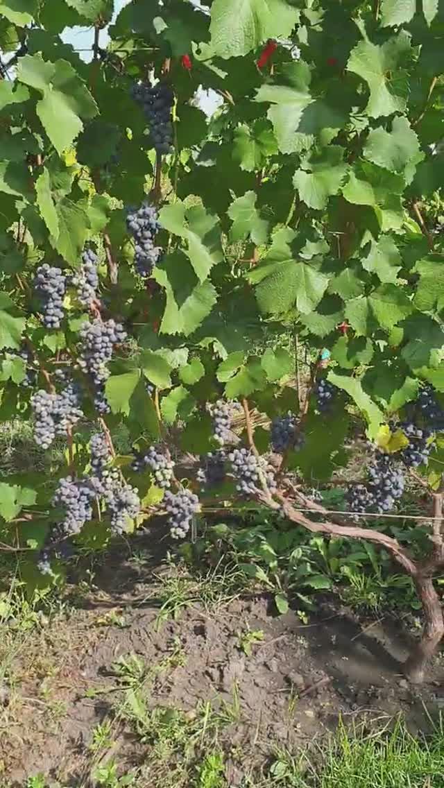 Виноград в Большой Мостовой #shorts