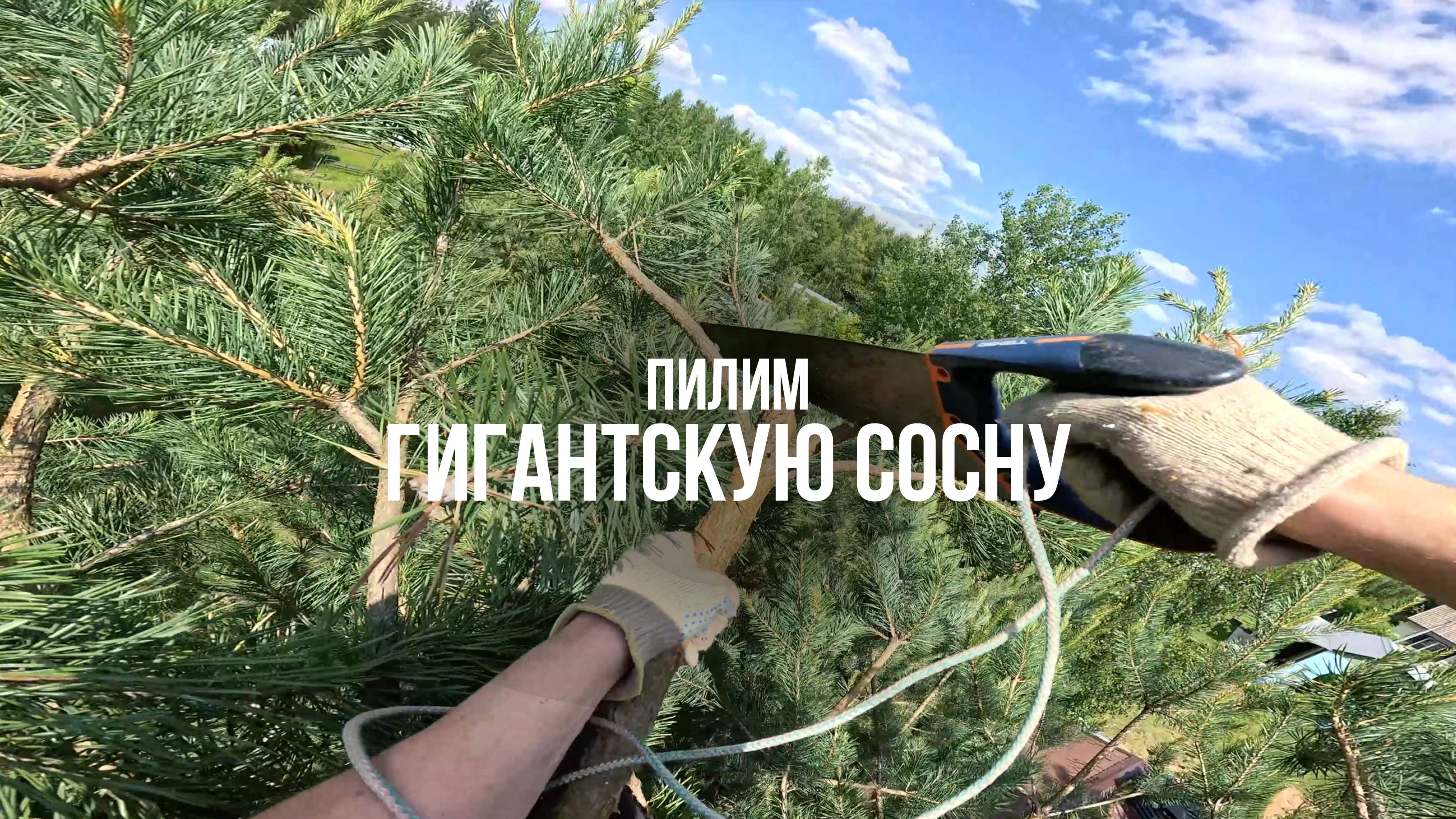 Как правильно пилить сосну? Видео подсказка для начинающих!