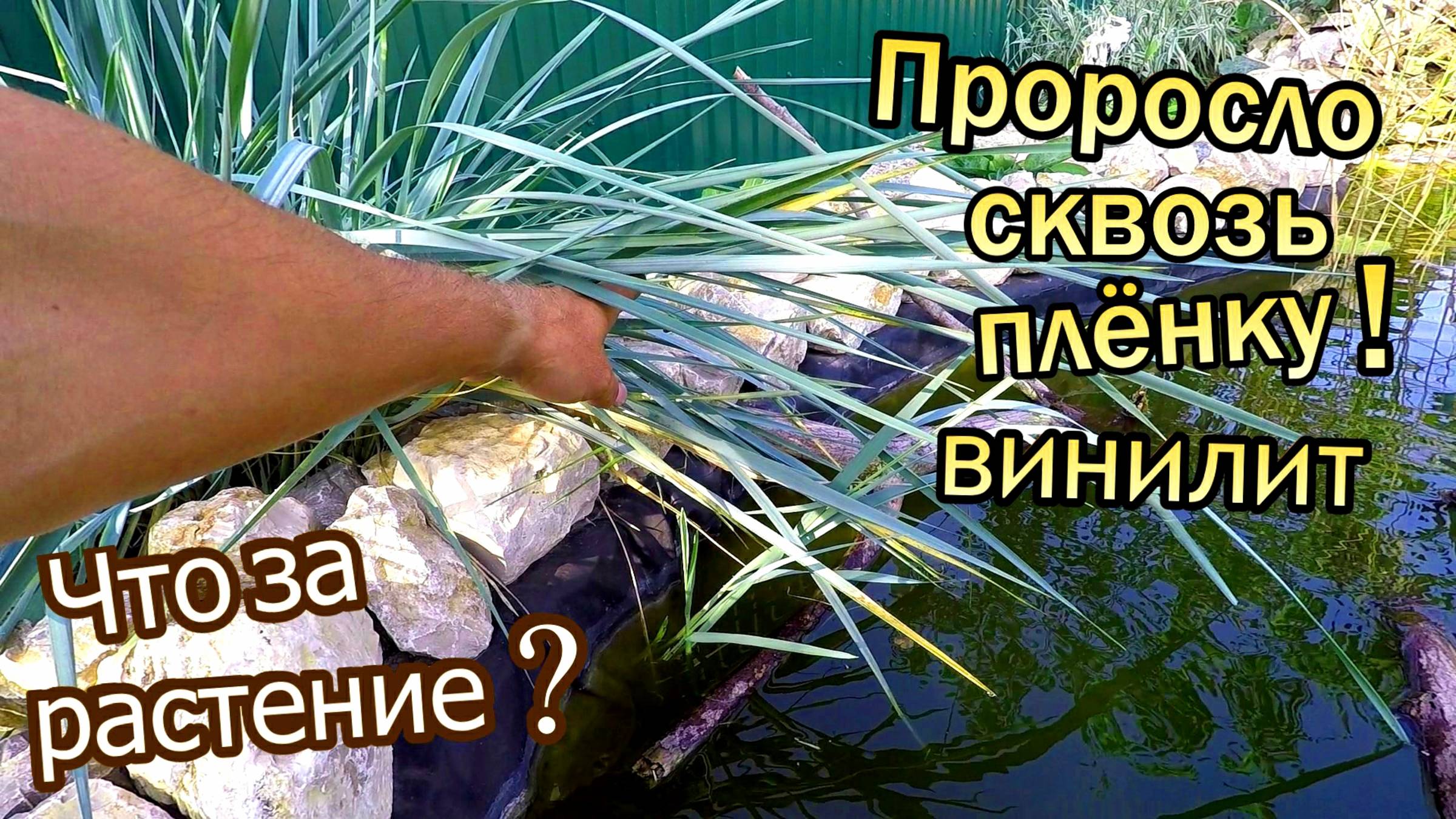 Что за растение? \ Проросло сквозь пленку винилит \ Срочно отсадить! (август 2019)