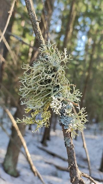 Мох на дереве. Название