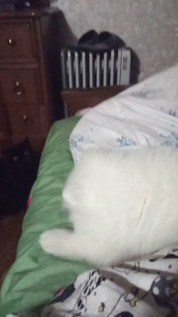 Битва за кровать.