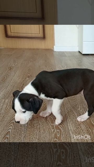 57 Для чего ребёнку нужна собака?