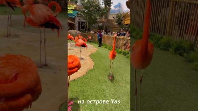 РОЗОВЫЙ БАЛЕТ ПОД СОЛНЦЕМ!  #путешествия #фламинго  #мирвокруг  #мирвокругменя  #мирвокругнас