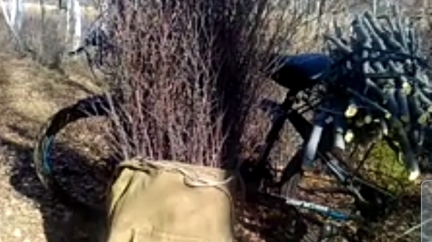 На природе / Метла из ерника береста осина .