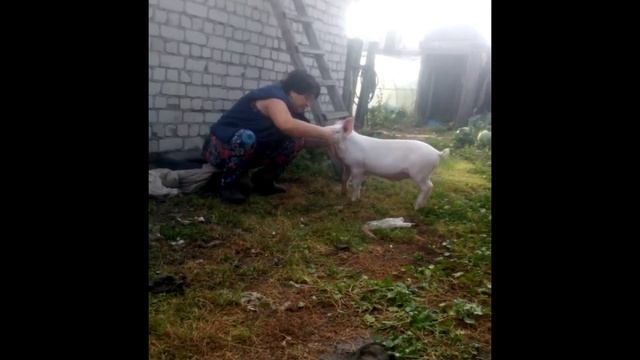 НЮША осень зима  (жизнь в деревне)