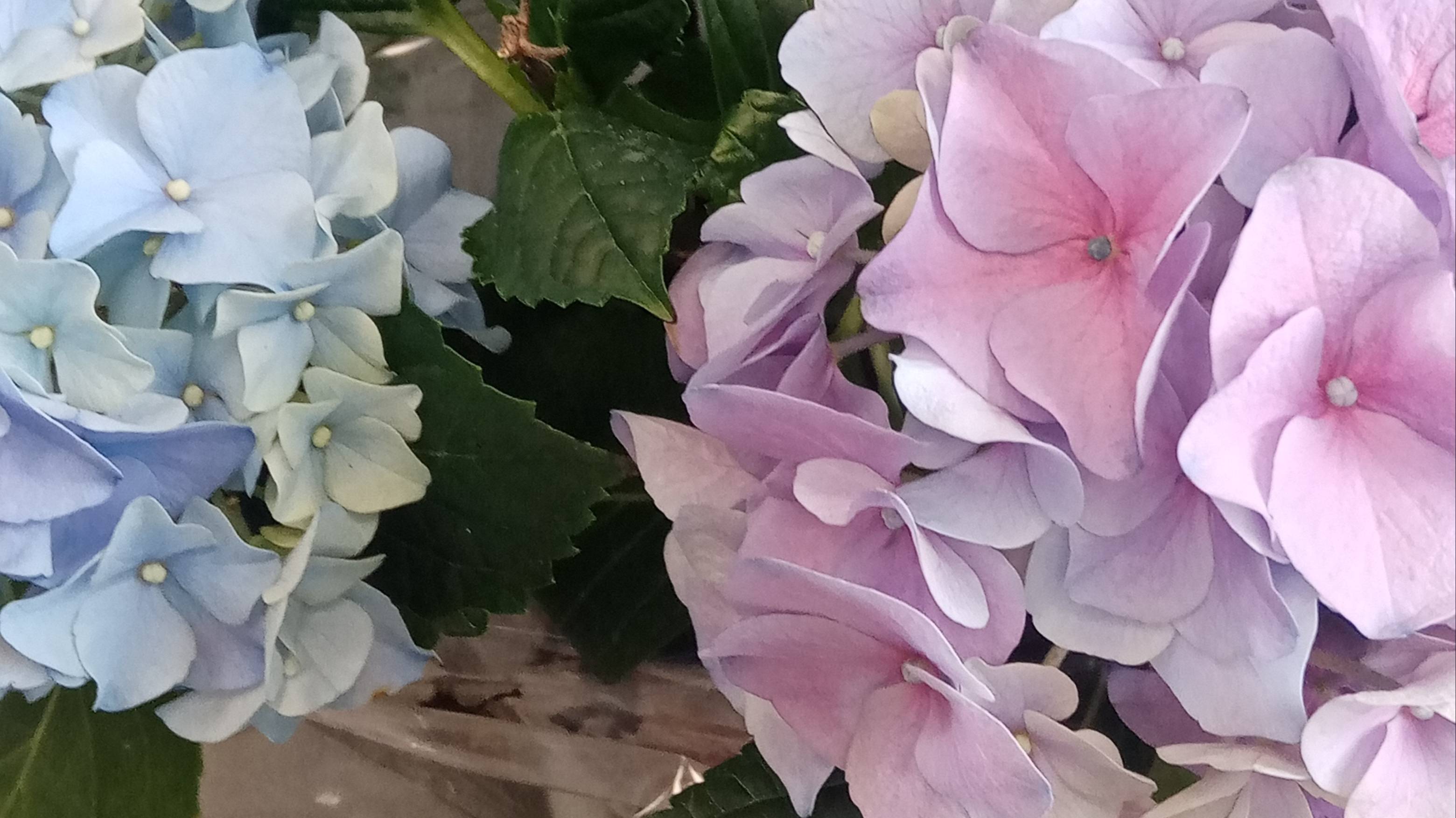 Домашние цветы.