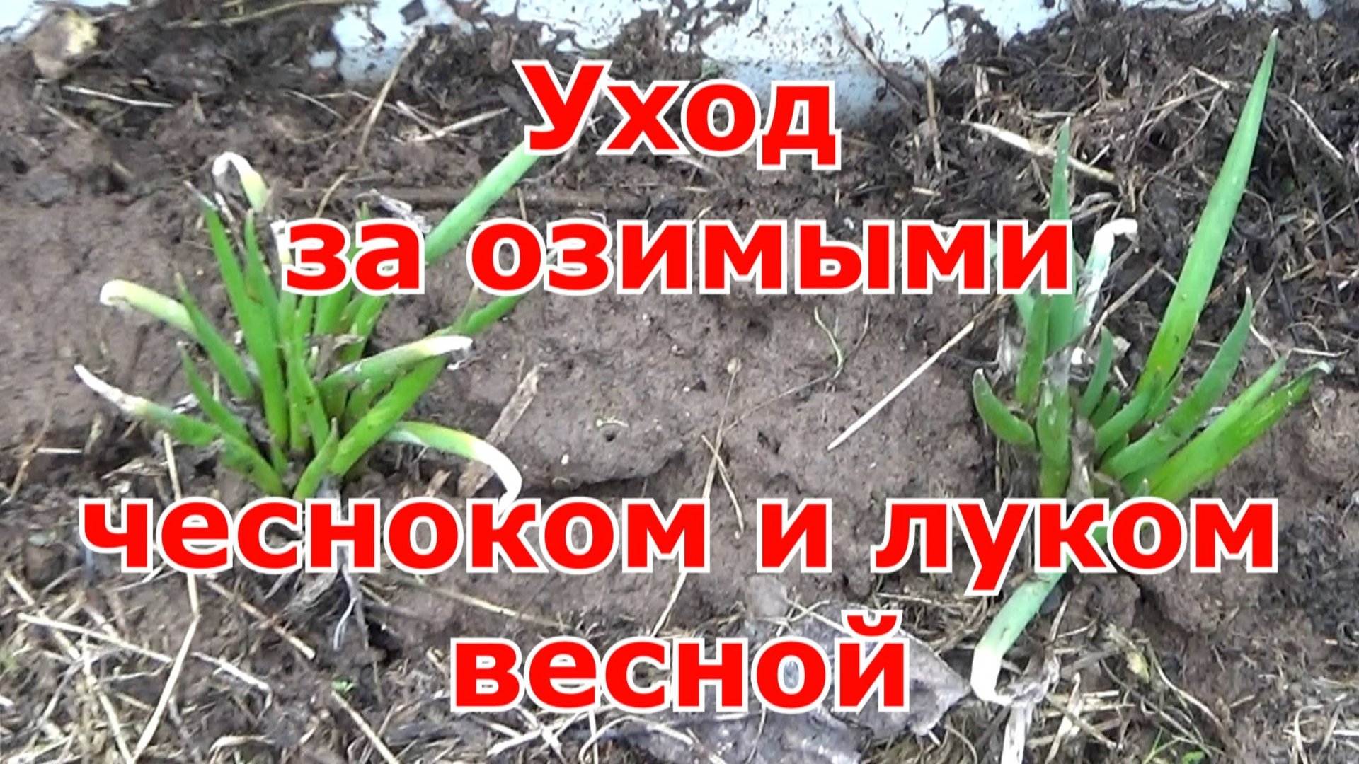 Первые работы на грядках озимого чеснока и лука, щавеля и петрушки.