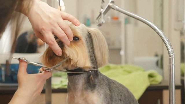 🐕 Что выбрать: домашнюю стрижку или груминг?