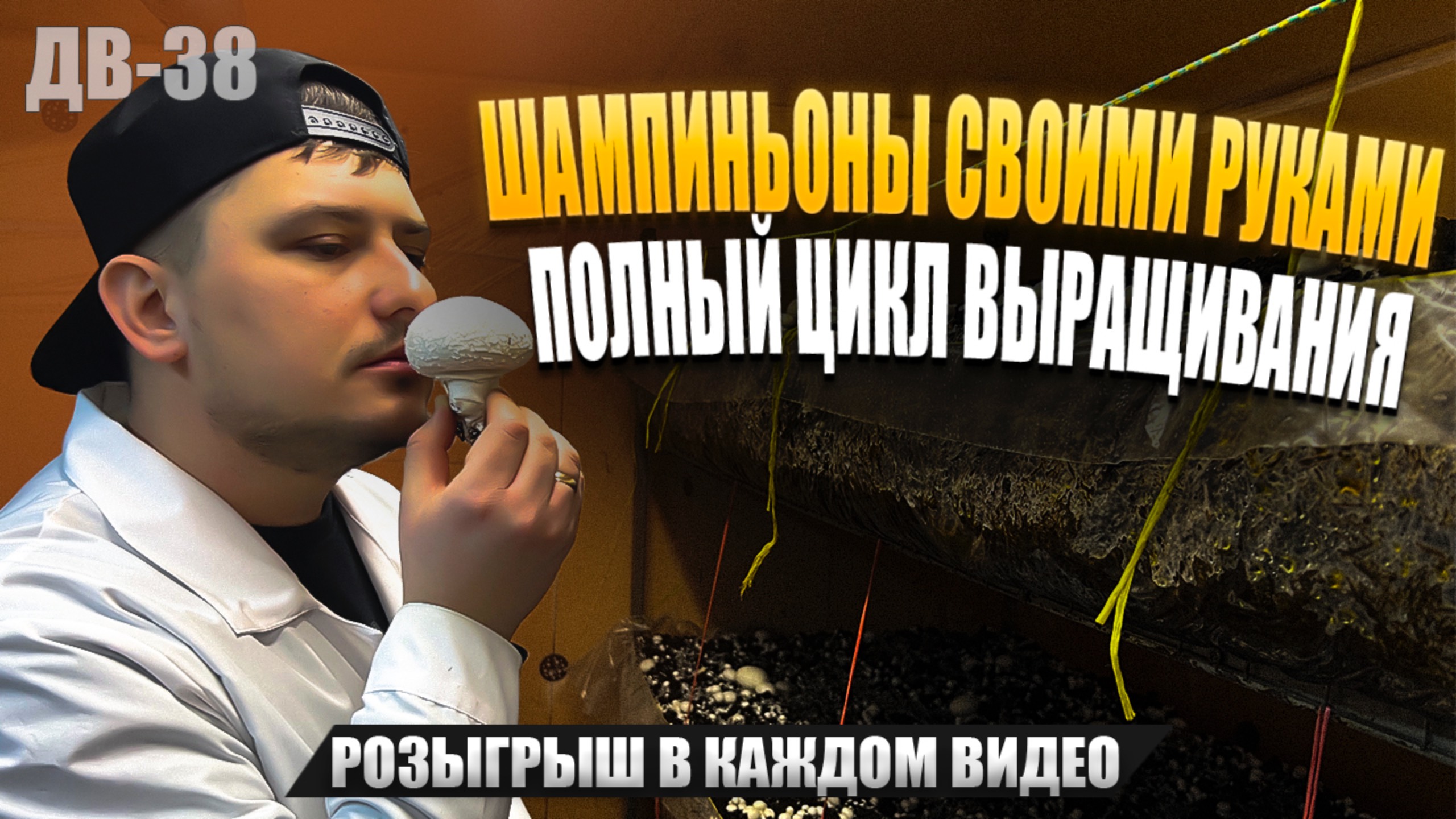 ВСЕ СЕКРЕТЫ ВЫРАЩИВАНИЯ ШАМПИНЬОНОВ | ДВ38