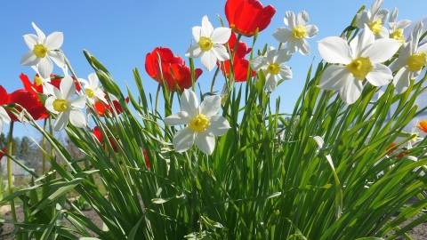 Весенние первоцветы.