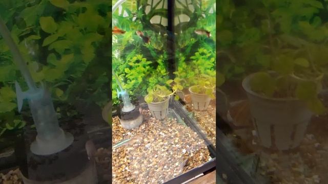 аквариум с гуппи и неонами