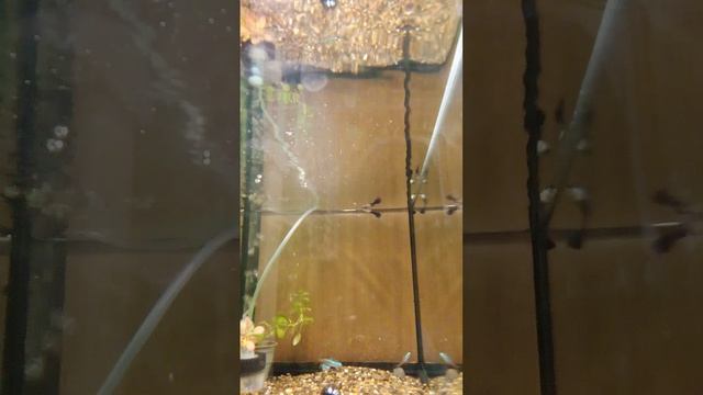 аквариум с гуппи и неонами таймлапс