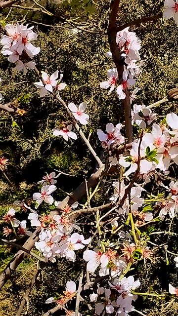 Светит солнце. А мы любуемся цветущим миндалём.