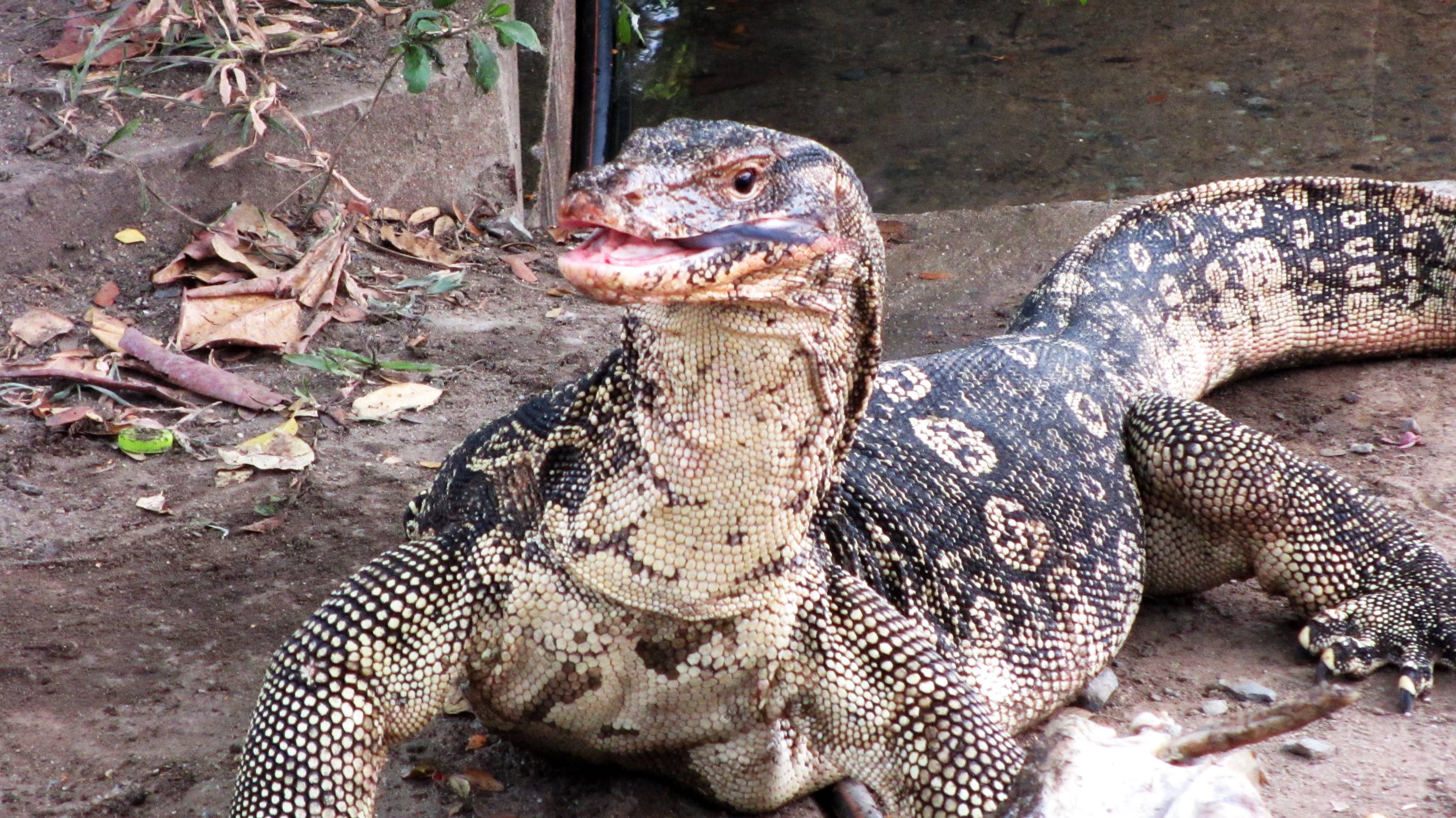 Тайланд. Красочный Бангкок. Ч.5. Зоопарк Бангкока. Водяные вараны.