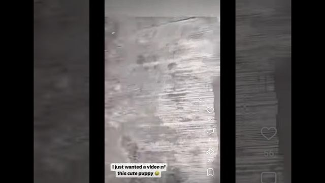 Смешные видео с собаками