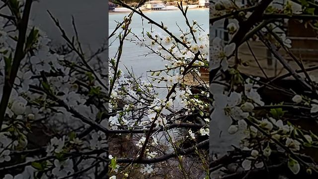 У нас цветёт дикая слива на фоне моря.