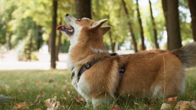 Кто любит корги,Я!