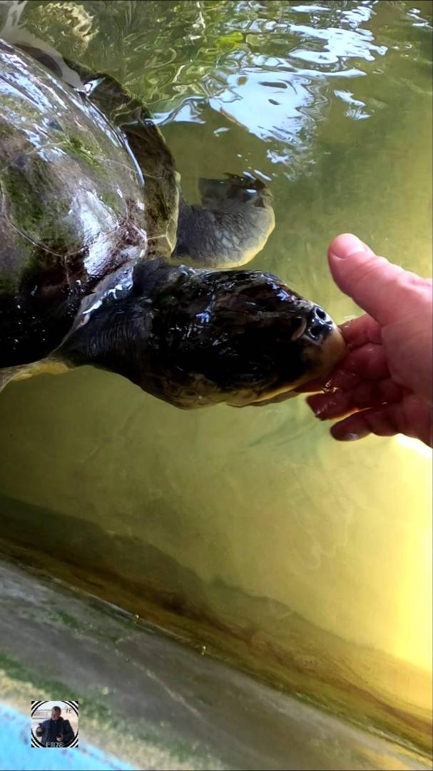 Морская черепаха кусается по ошибке #черепаха #морскаячерепаха #укус #кусается #seaturtle #shorts