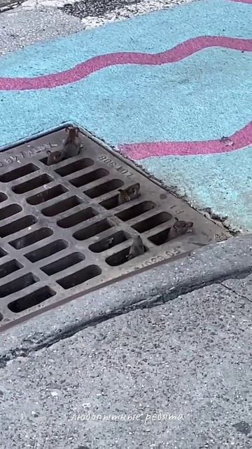 Любопытные ребята