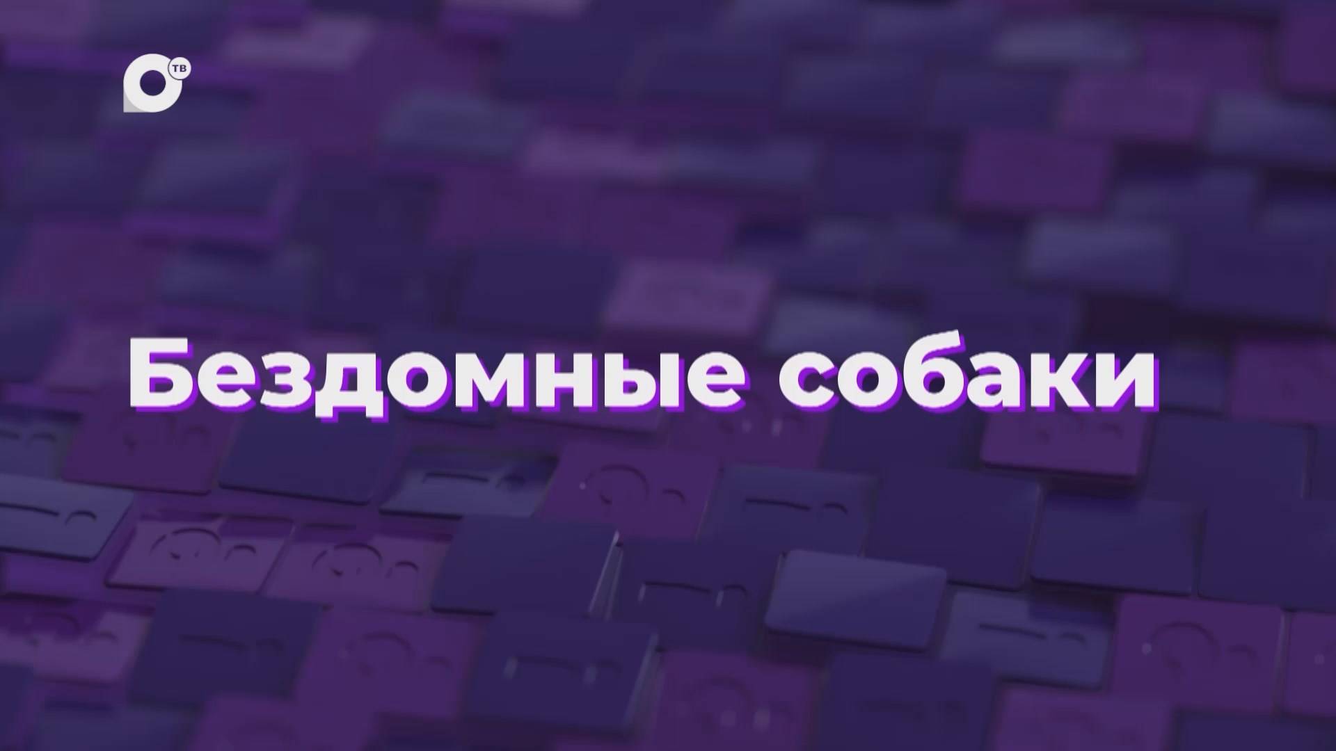 Два вопроса / Бездомные собаки / 25.03.25