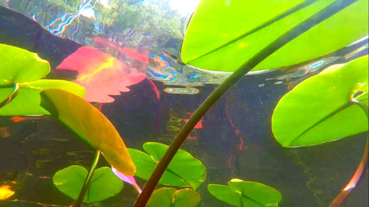 ОЗЕРО ЧЁРНЕНЬКОЕ ПОД ВОДОЙ В КОНЦЕ ЛИЛИЯ ПОД ВОДОЙ