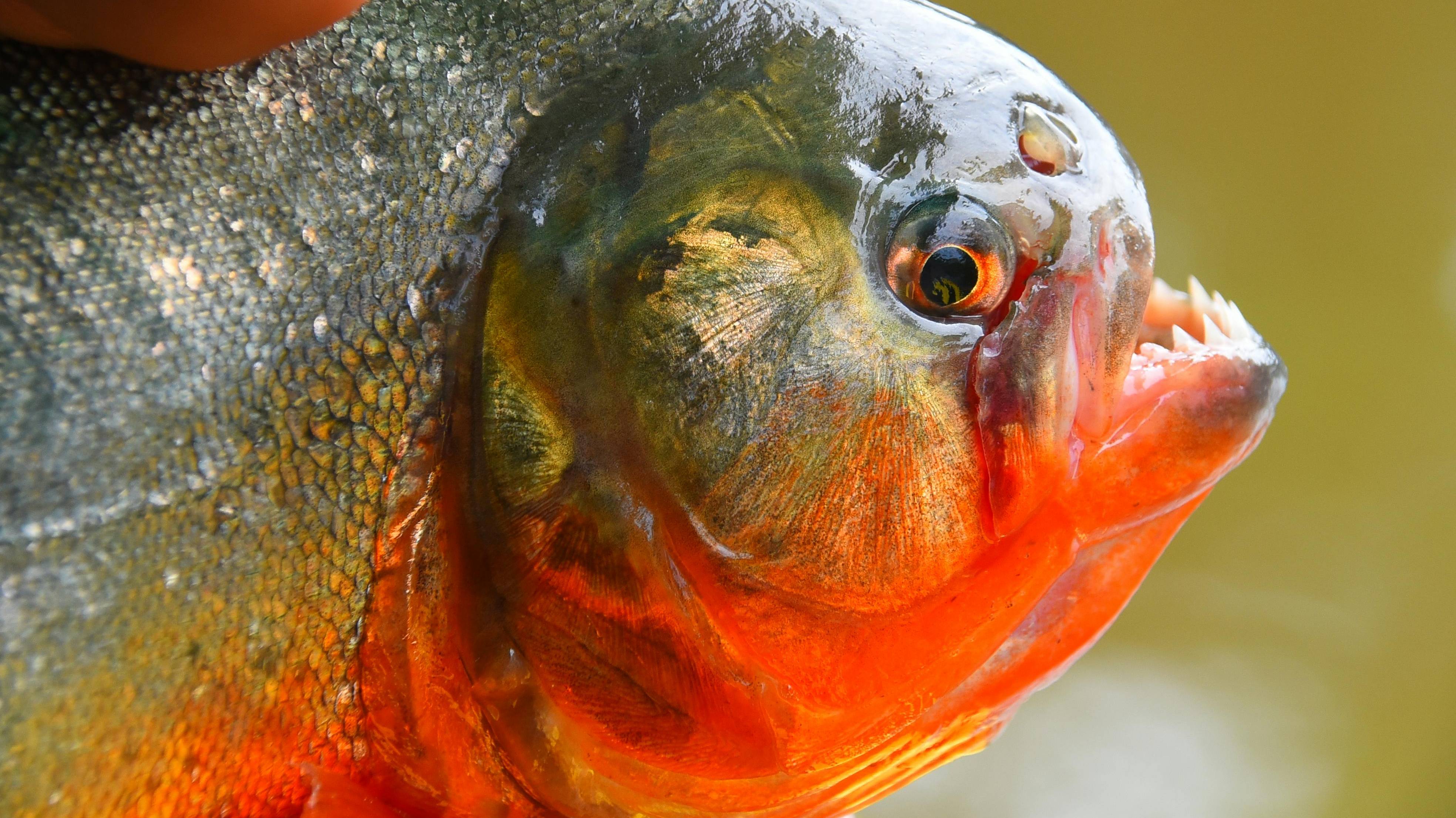 Пираньи: совсем не то, что в кино