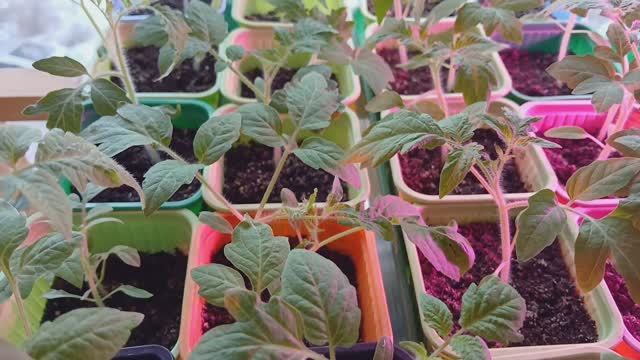 2003.    24-03-2025, вторая подкормка рассады.