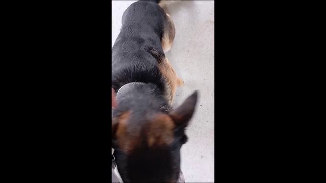 Овчарка. Собака. Том