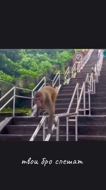 карусель, карусель