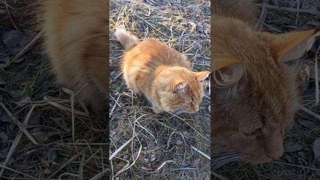 Рыжый кот самый красивый. #рыжий #кот #котик