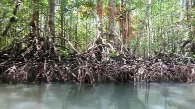 Экскурсия по мангровым зарослям на Филиппинах